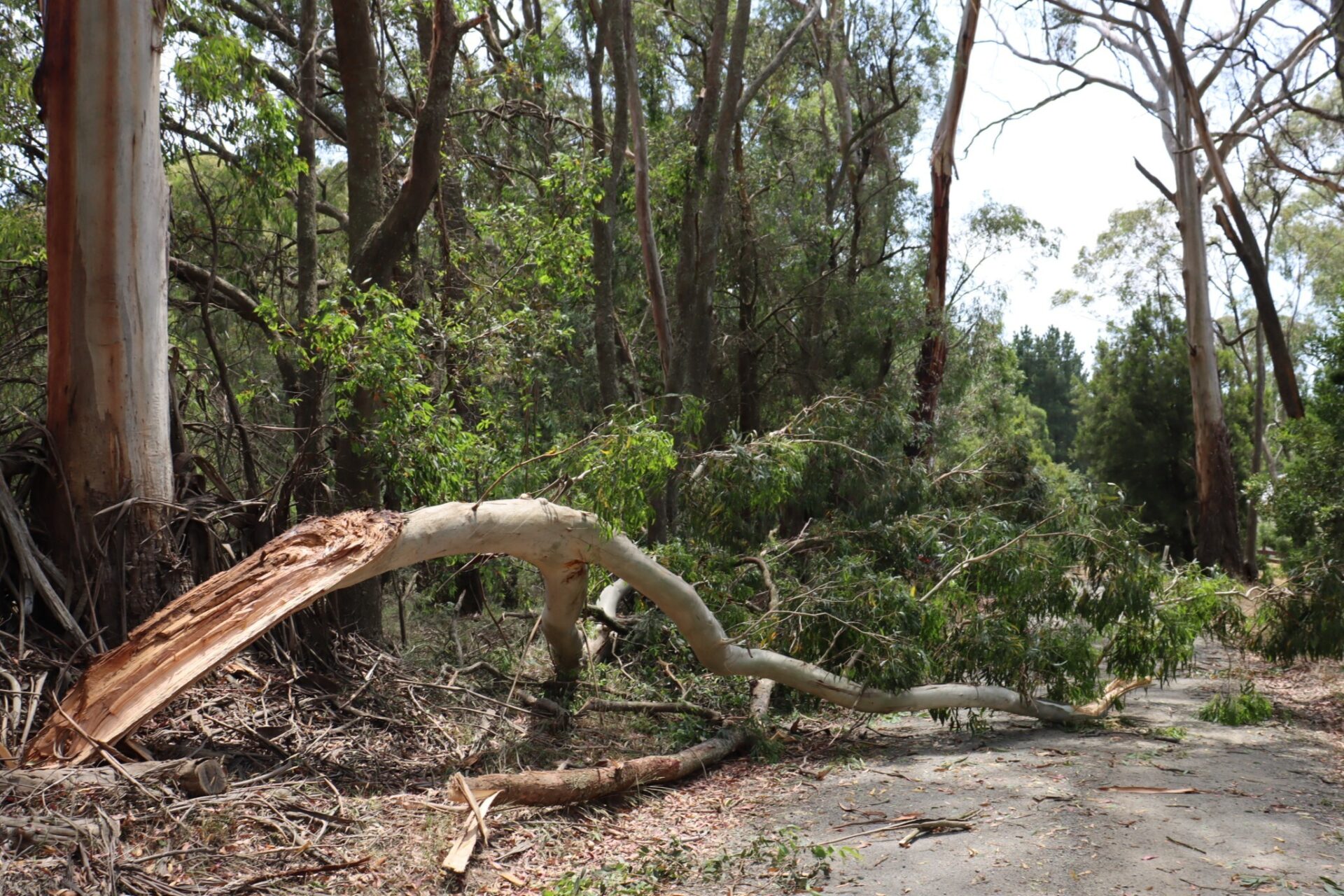 Trees down, buildings damaged across the region | Midland Express