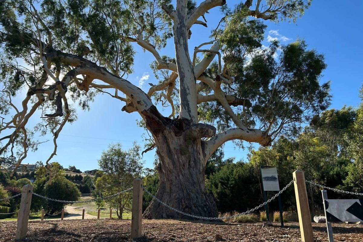 Celebrate the Guildford Big Tree | Midland Express